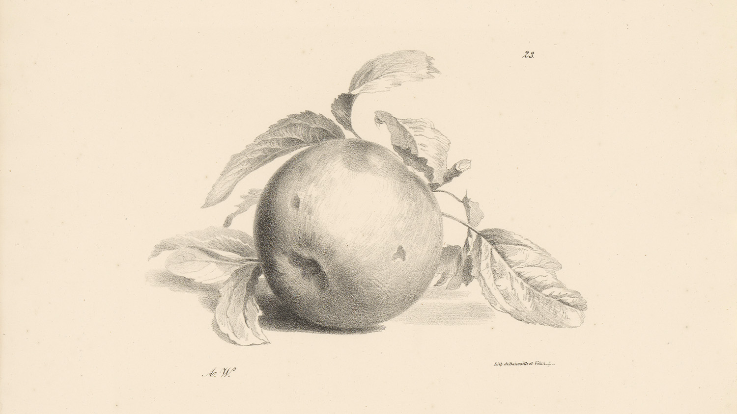 Valt de appel ver van de boom?